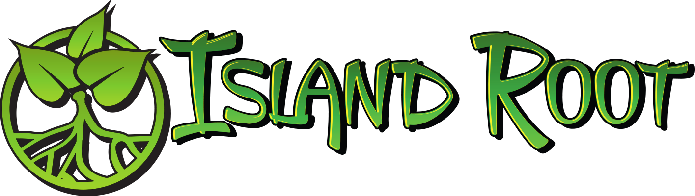 Kava Bars Grow in Popularity as Alternative Nightlife Option - USA ...